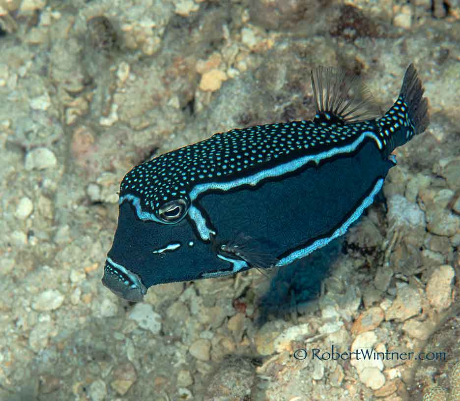 Ocean Defenders Alliance - Big Island and Maui Added to ODA's Hawai'ian ...